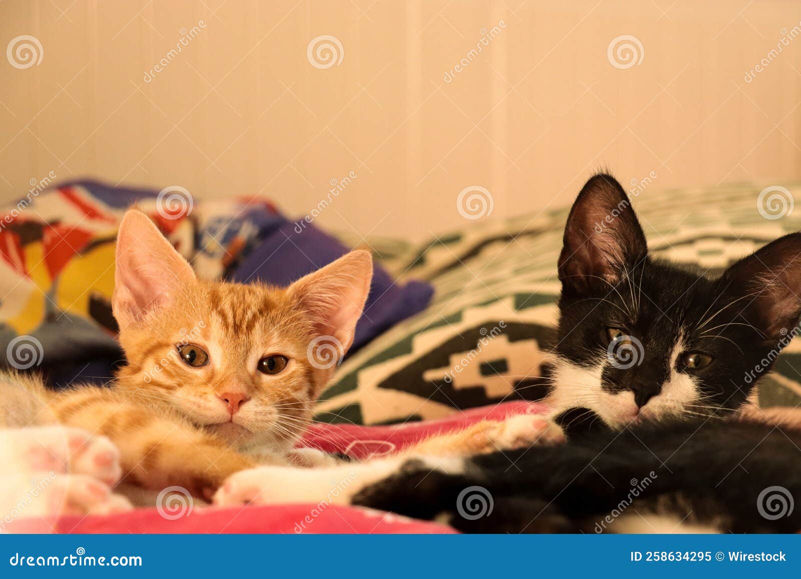 Selective of Cute Cats Resting on a Bed Stock Image - Image of resting ...