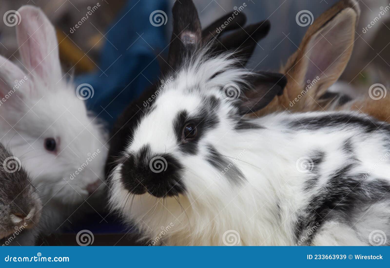 Selective of Cute Small Bunnies Stock Image - Image of black, gray ...