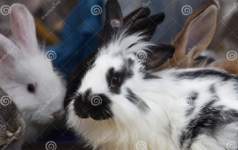 Selective of Cute Small Bunnies Stock Image - Image of black, gray ...