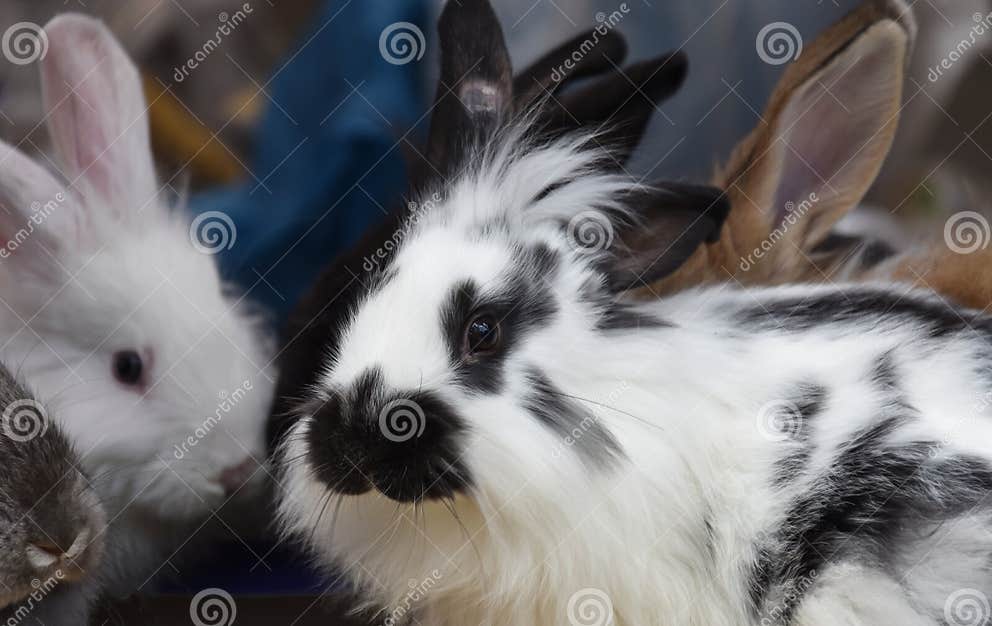 Selective of Cute Small Bunnies Stock Image - Image of black, gray ...