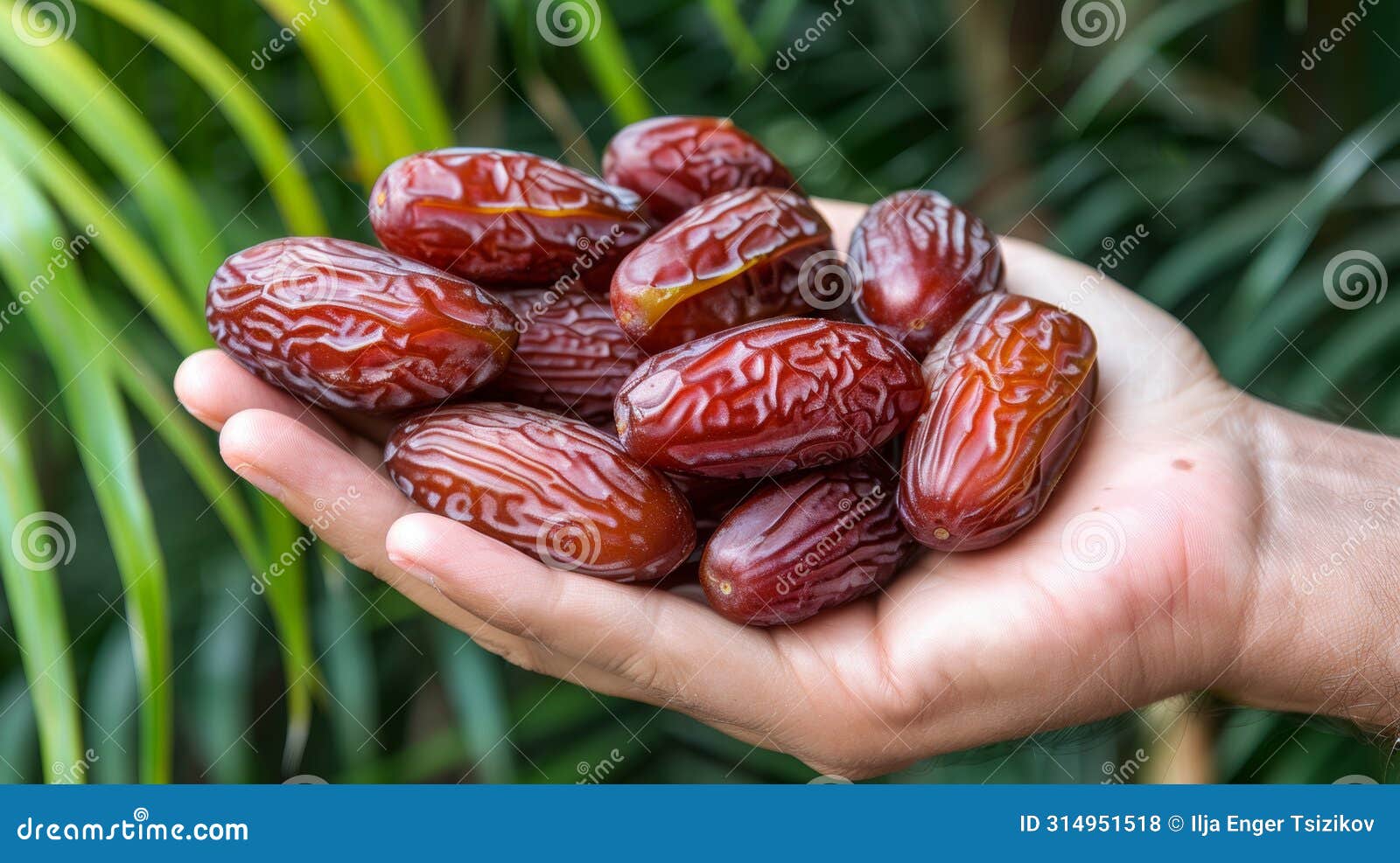 Selective Date Picking Hand Holding Sweet Dates with Blurred Background ...