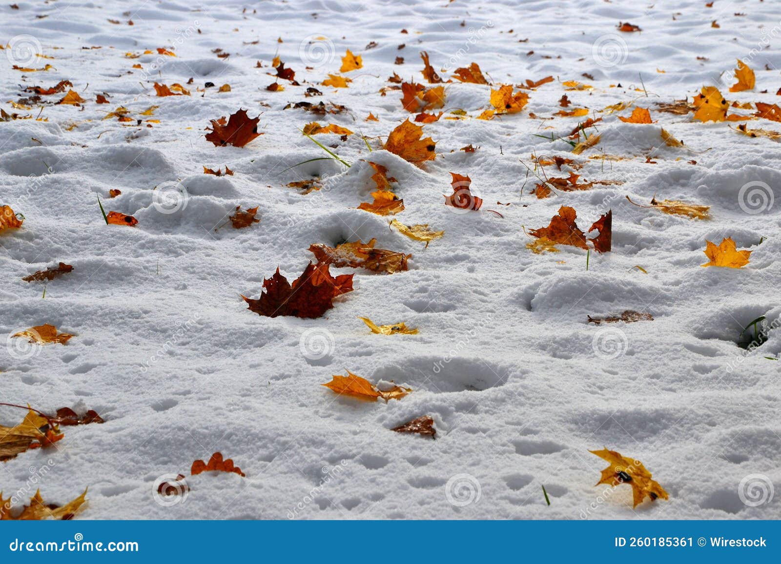 Selective of Dry Maple Leaves Fallen on the Snowy Ground Stock Image ...