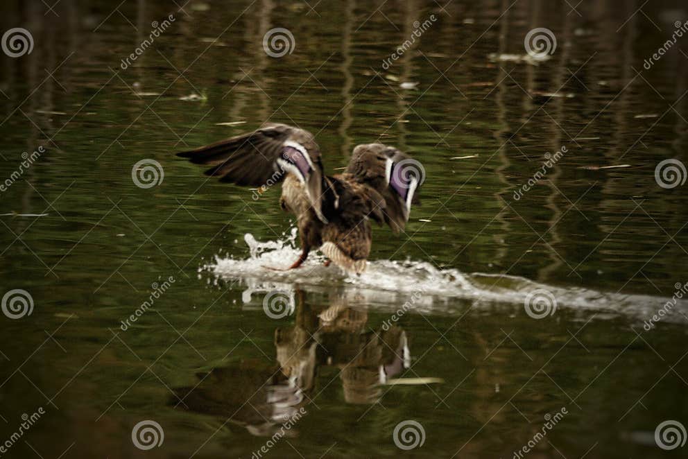 Selective of a Duck Catching Fish on a Flight Stock Photo - Image of ...
