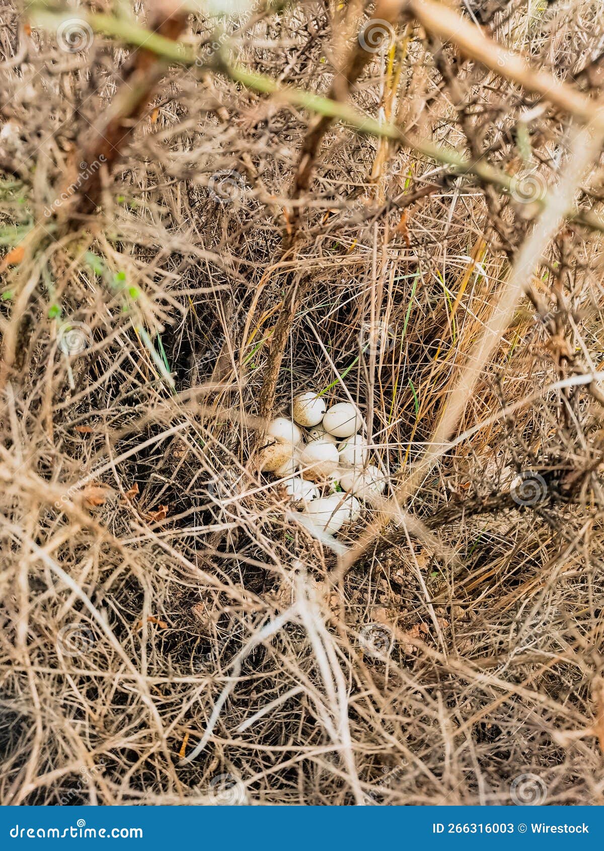 Selective of Eggs in the Partridge Nest Stock Image - Image of ...