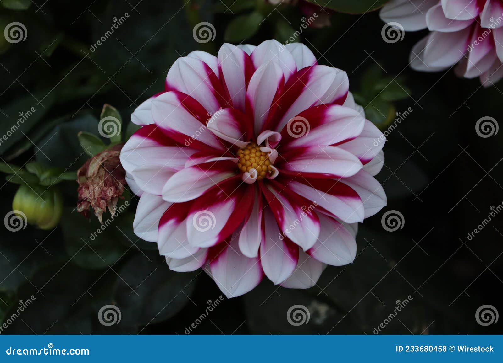 Selective of an Elegant Georgina Flower Stock Photo - Image of wild ...