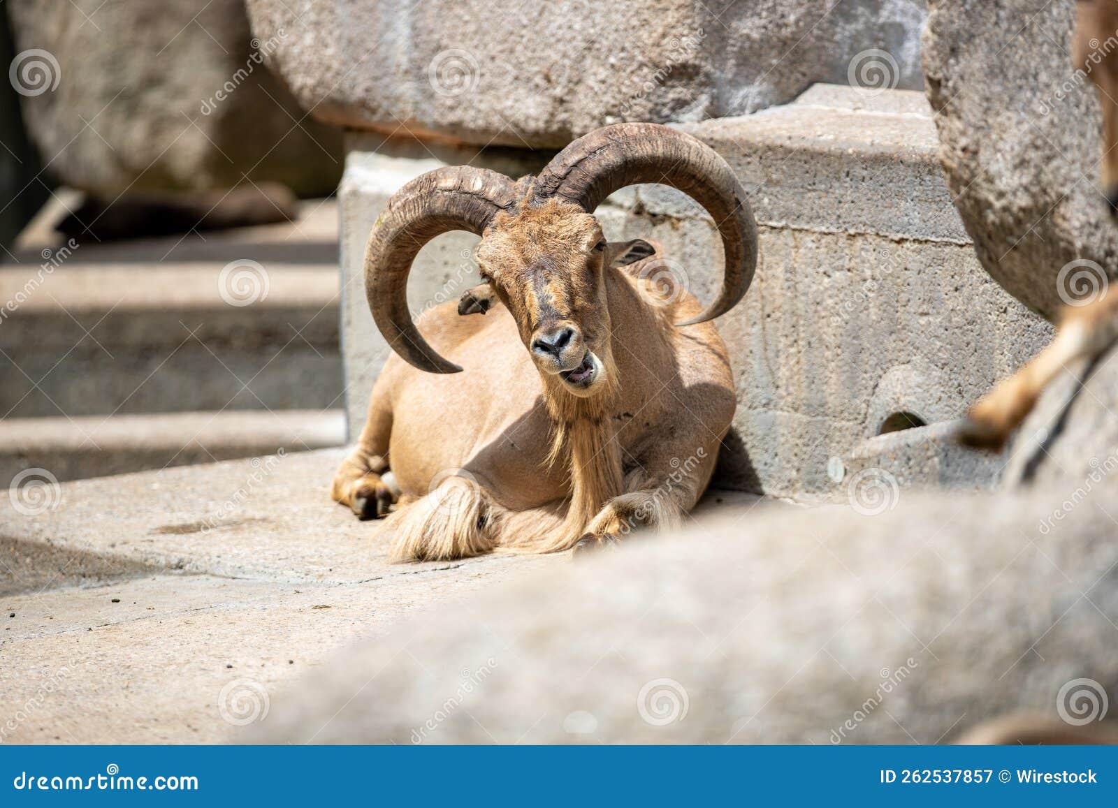Selective Focus of Alpine Ibex (Capra Ibex) Lying on the Stone Ground ...