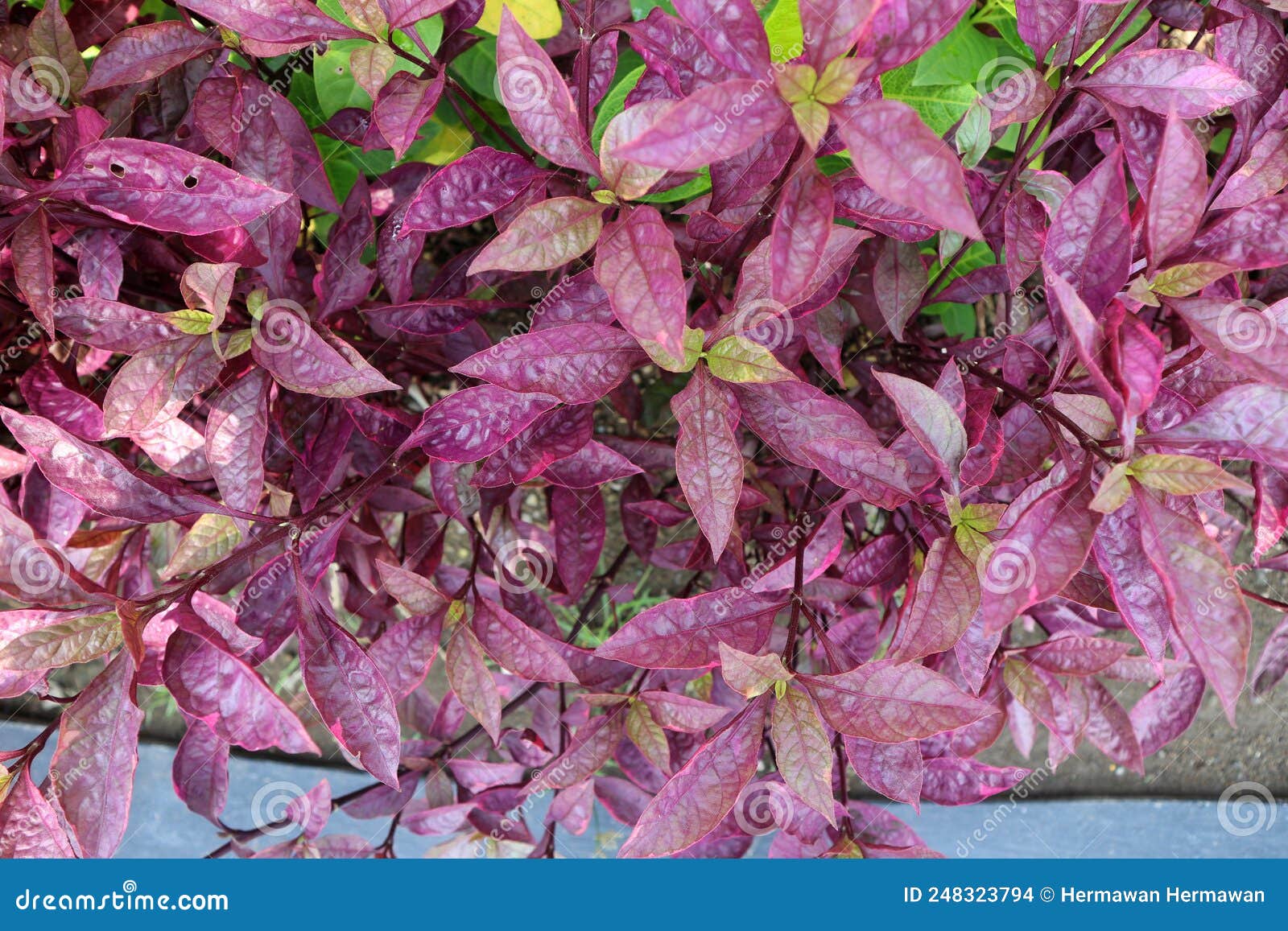Little Ruby Crowned Kinglet Bird Perching On A Twig With Blur ...