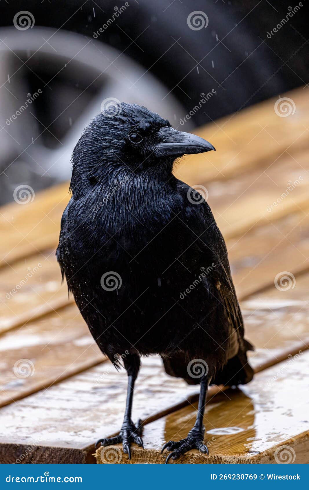 Selective Focus of an American Crow Sitting on a Picnic Table in the ...