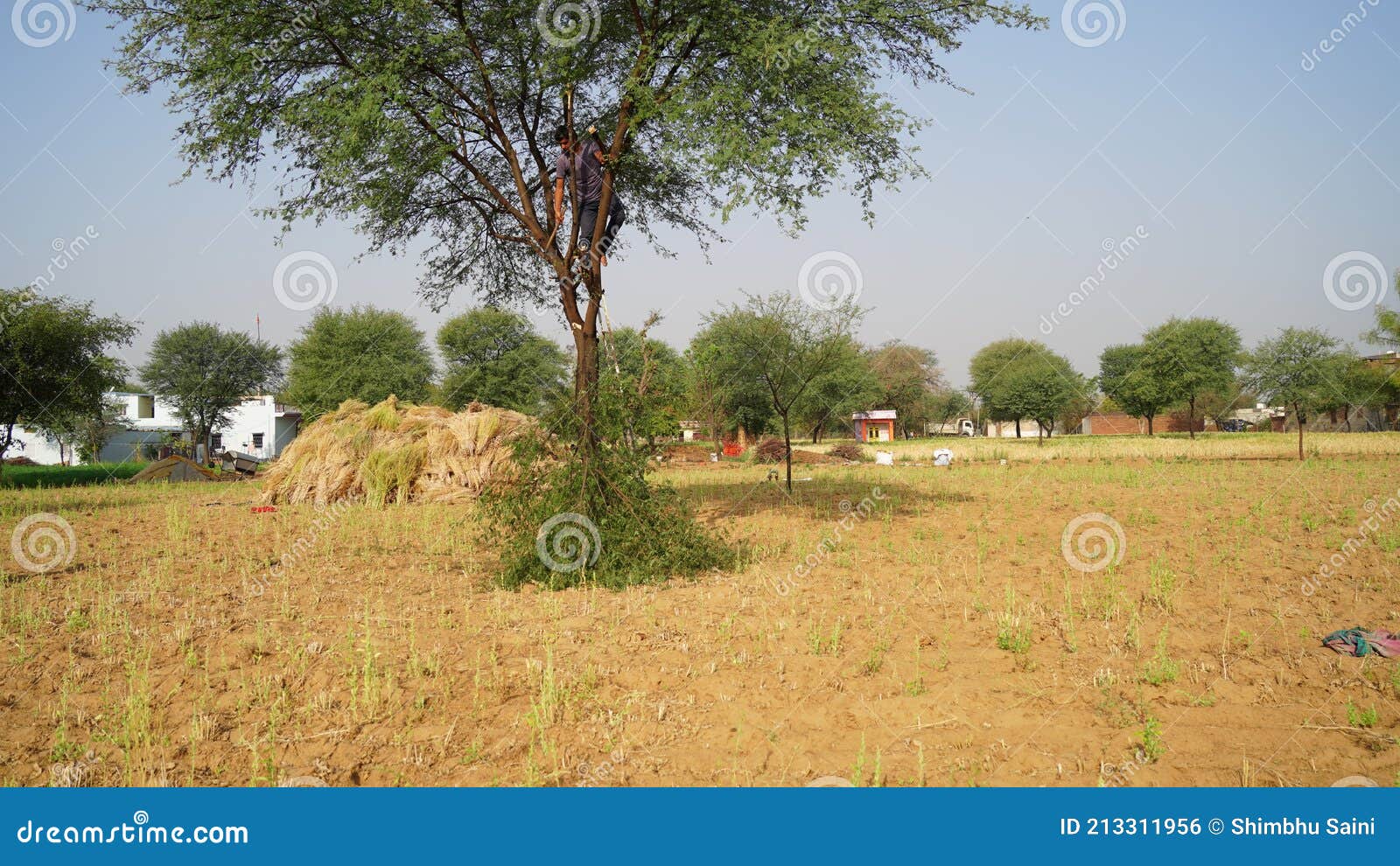 Selective Focus of an Asian Ethnicity Man Climbing on Tree and Cutting ...