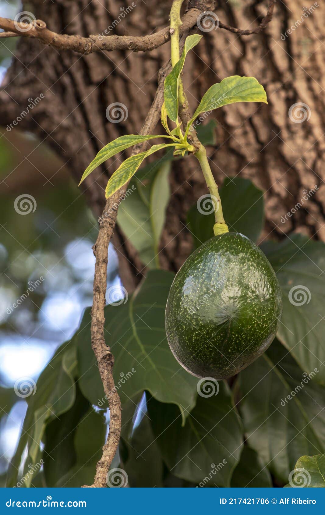 Bunch of Fresh Avocado Ripening on an Avocado Tree Branch in Garden ...
