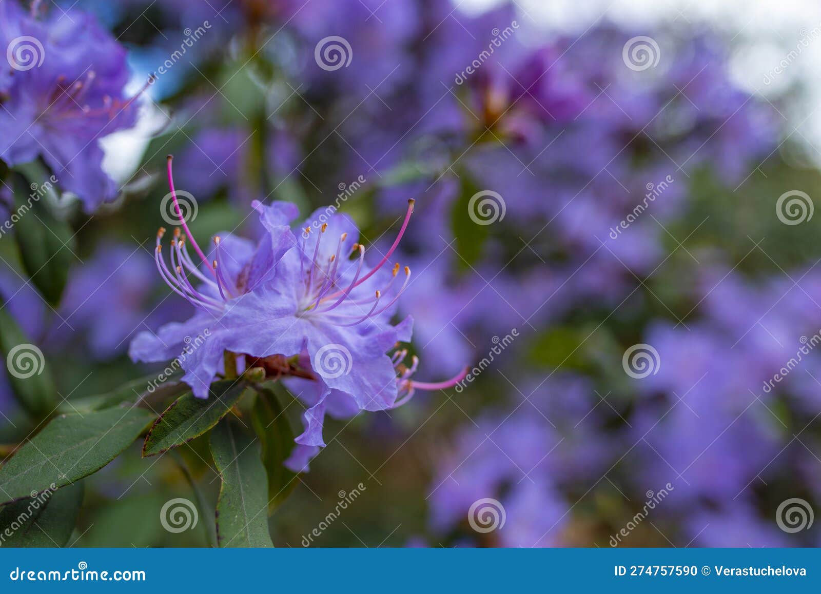 Azalea, Branch with Violet Flowers Stock Photo - Image of violet ...