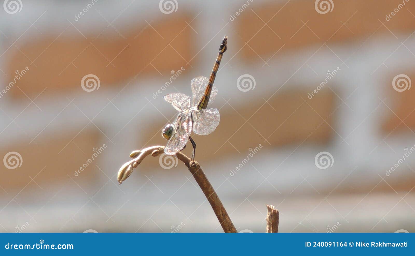 Beautiful Pose of Dragon Fly Stock Photo - Image of dragon, flower ...