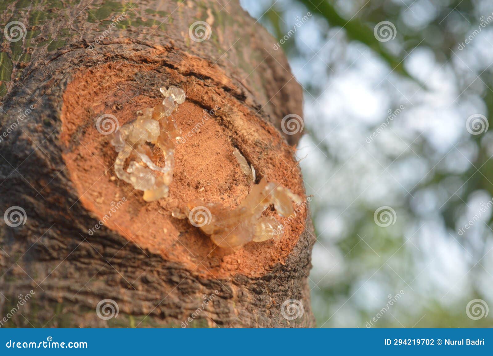 Selective Focus, Background View of Cut Tree Trunk on Trunk of ...