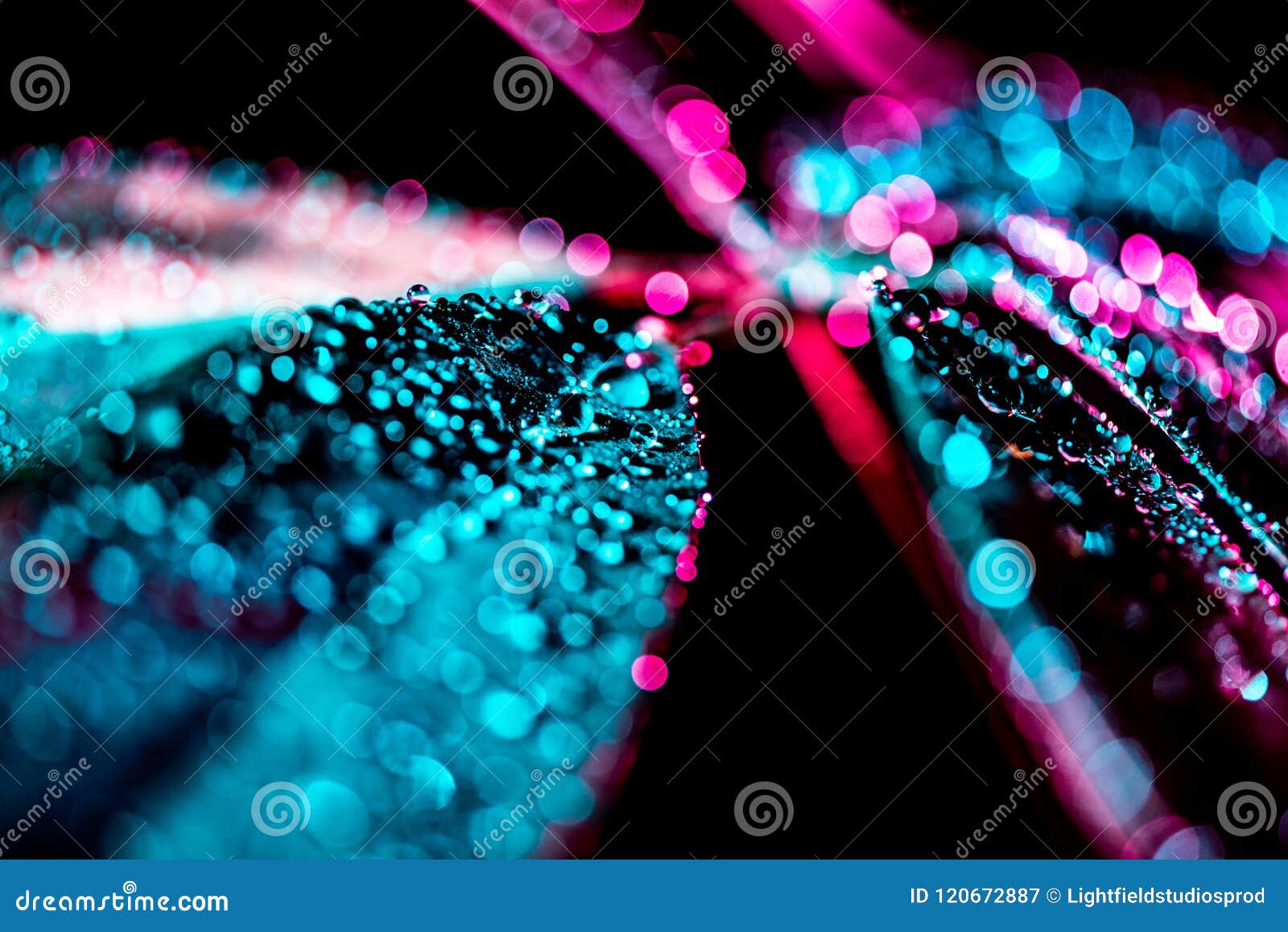 Selective Focus of Background with Wet Schefflera Leaf, Pink Stock ...