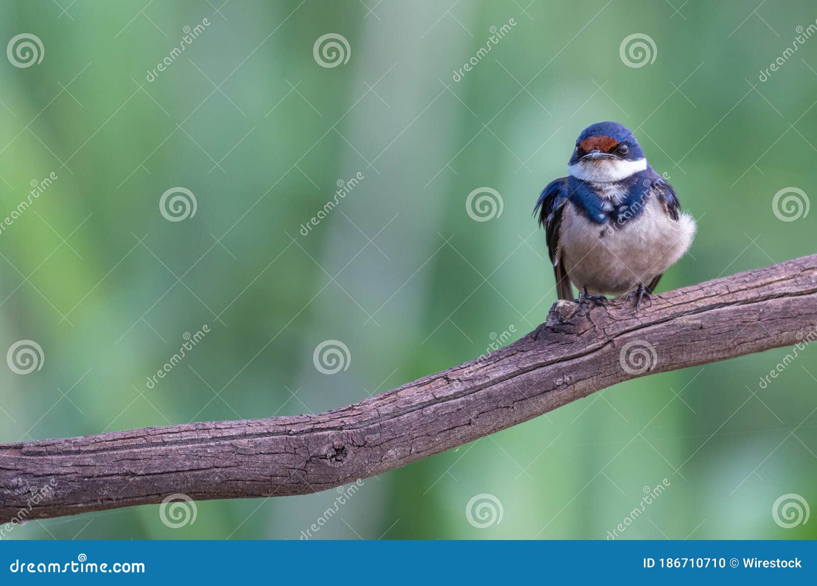 Selective Focus of a Barn Swallow Standing on a Tree Branch Stock Photo ...