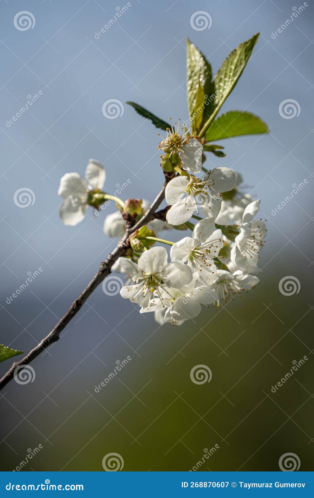 Selective Focus of Beautiful Branches of White Blossoms on the Tree ...