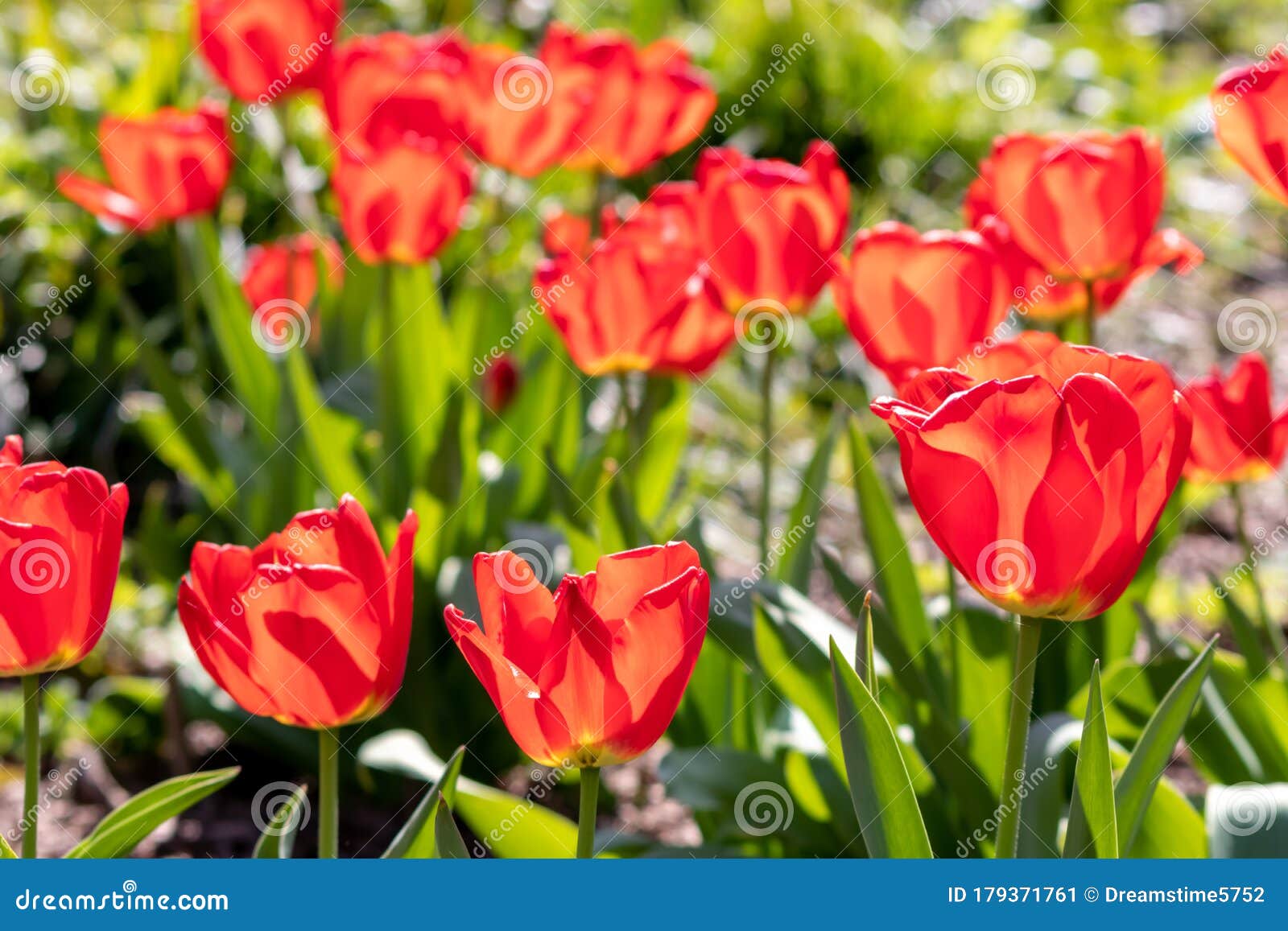 Selective Focus on Beautiful Fresh Red Tulips in Full Bloom and Full ...
