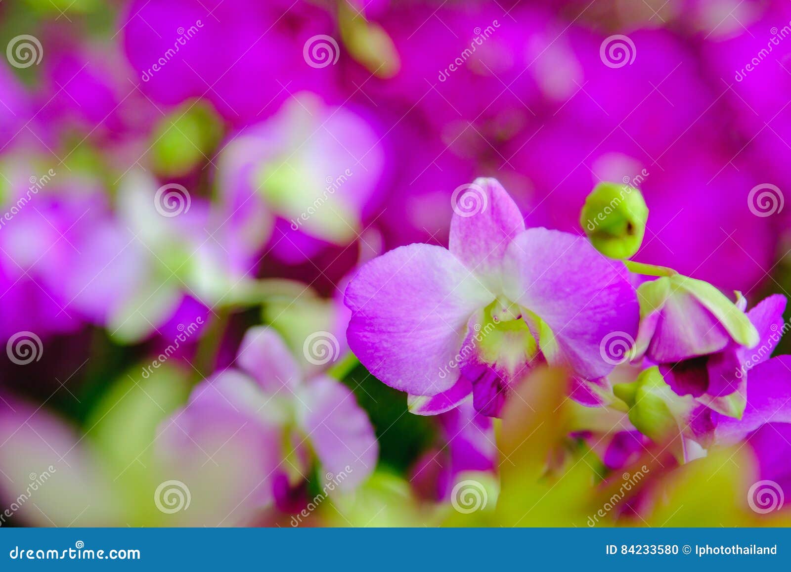 Selective Focus. Beautiful Orchids Flower in Orchids Garden Stock Photo ...