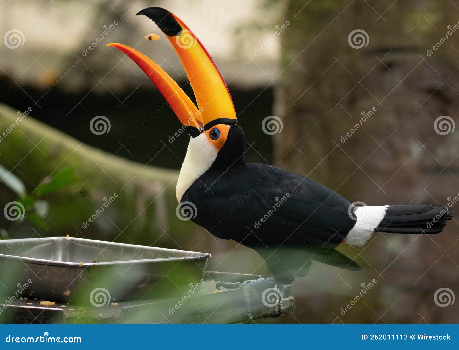 Selective Focus of the Big Toucan Eating Food in the Zoo Stock Image ...
