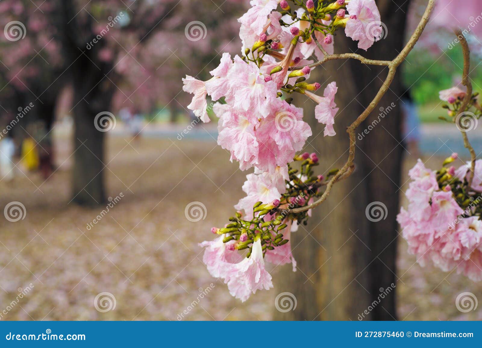 Selective Focus on the Blossom Pink Flowers on the Branch with ...