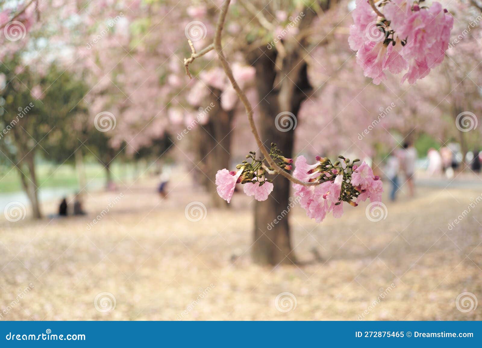 Selective Focus on the Blossom Pink Flowers on the Branch with ...