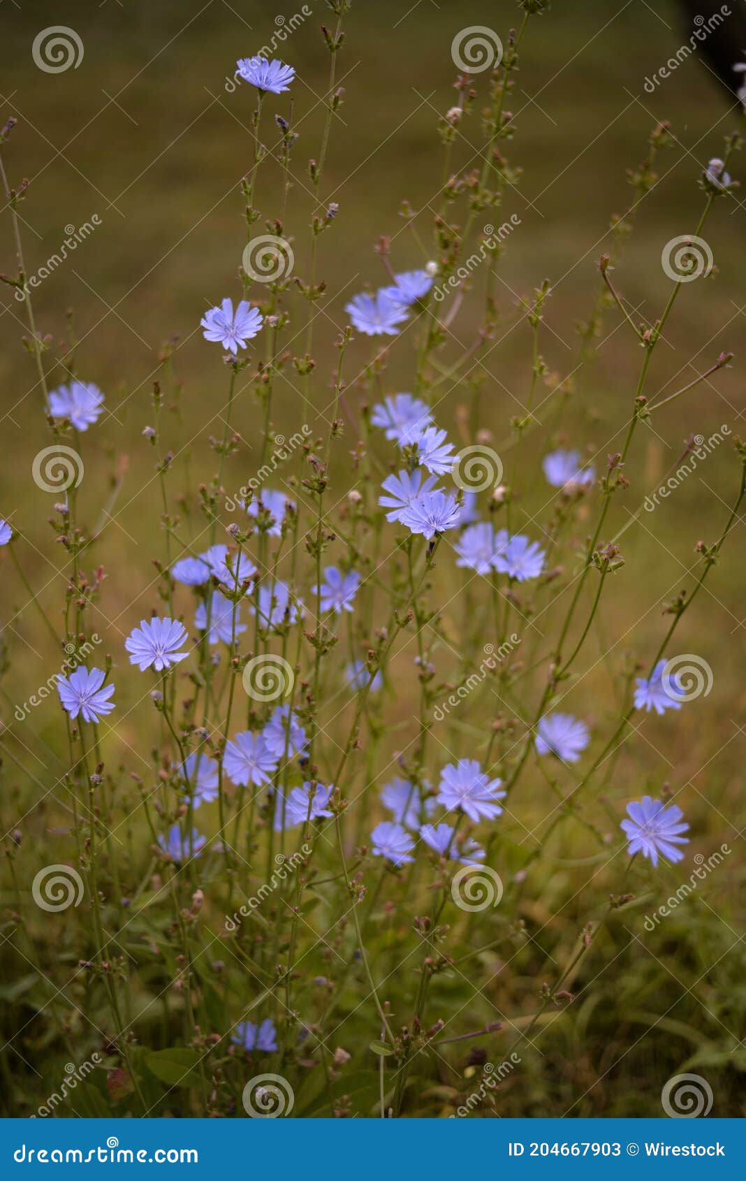 Selective Focus of the Blossomed Purple Chicory Flowers in the Field ...
