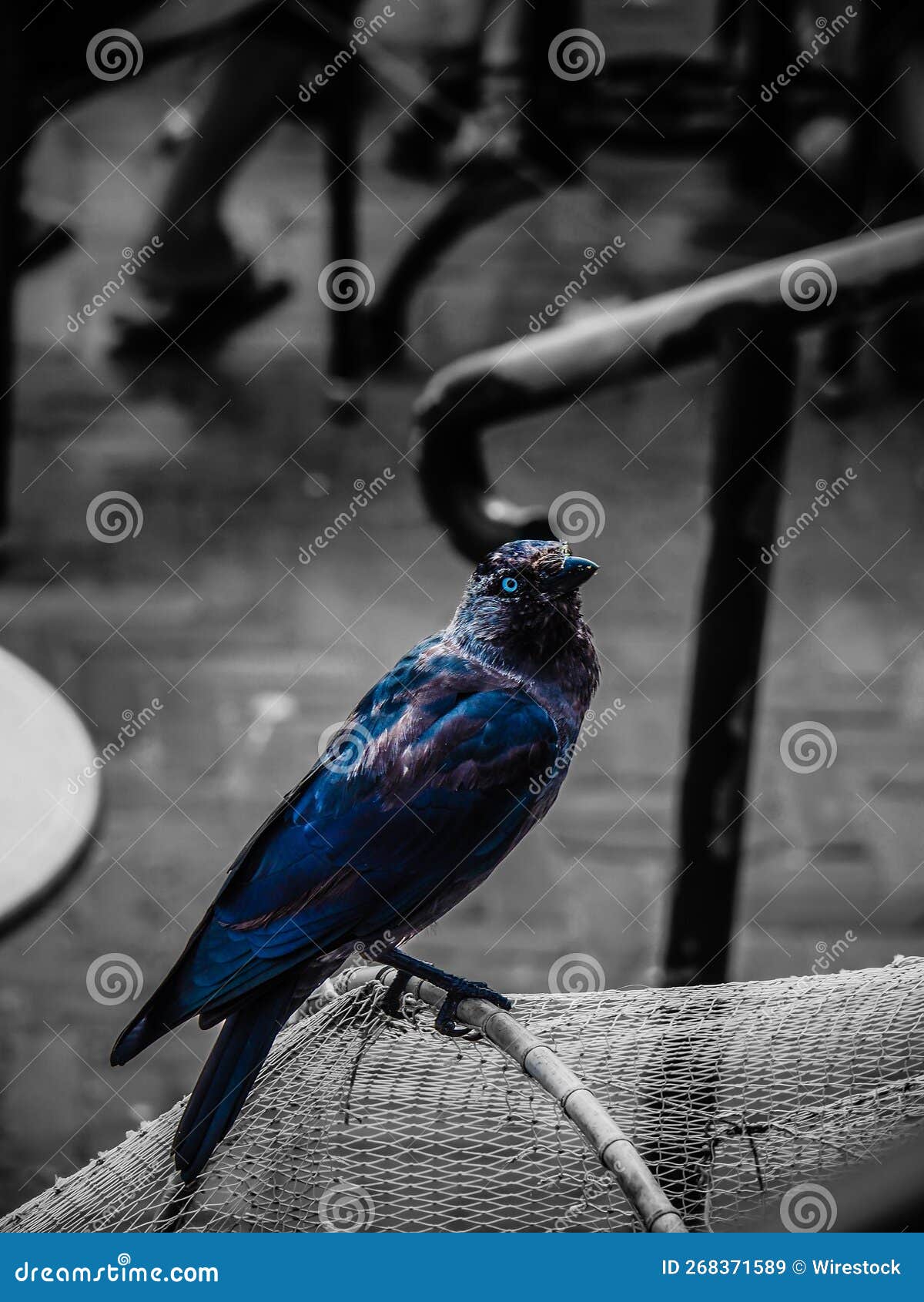 Selective Focus of the Blue Bronzed Drongo (Dicrurus Aeneus) on the ...