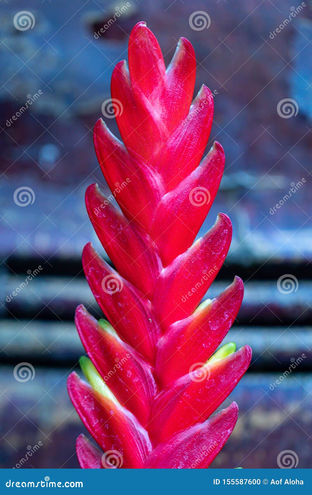 Selective Focus Bromeliad Vriesea Tropical Plant. Close Up of Red ...