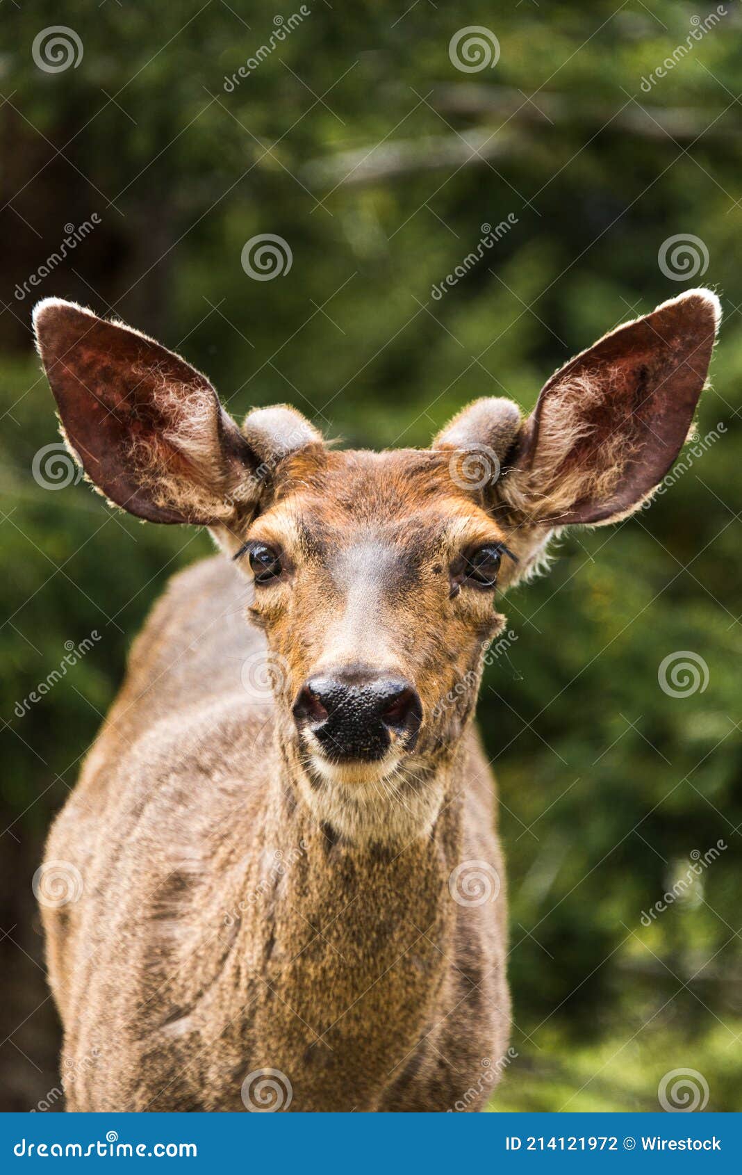 Selective Focus of a Brown Deer on the Blurry Green Background in the ...
