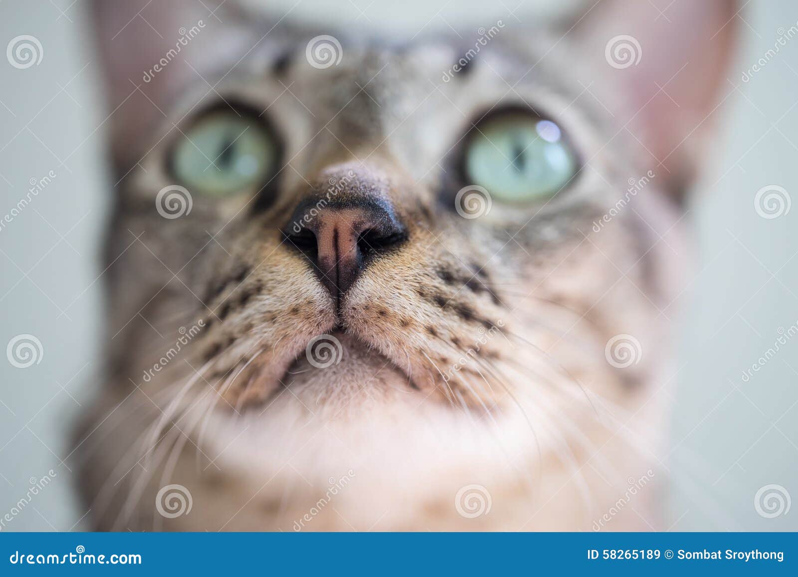 Selective Focus on Cat Nose and Cat Eyes Pleading. Stock Image - Image ...
