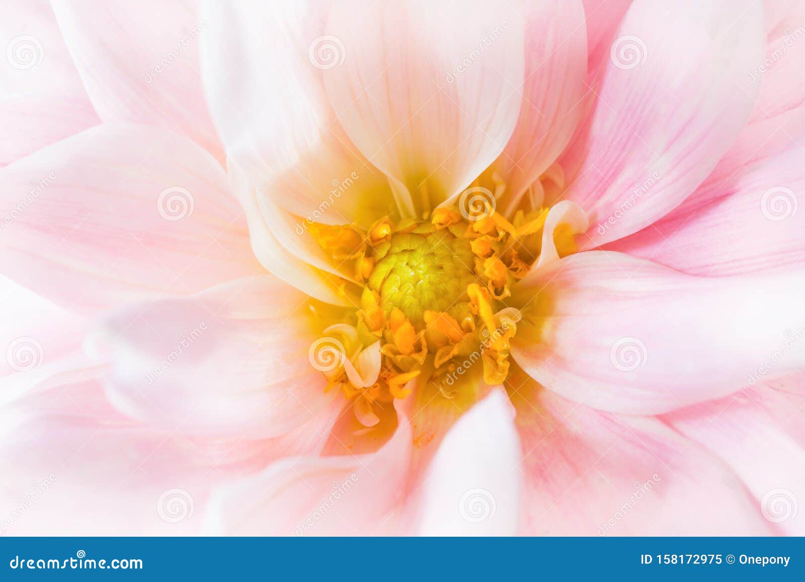 Soft Pink Dahlia stock image. Image of beautiful, season - 158172975