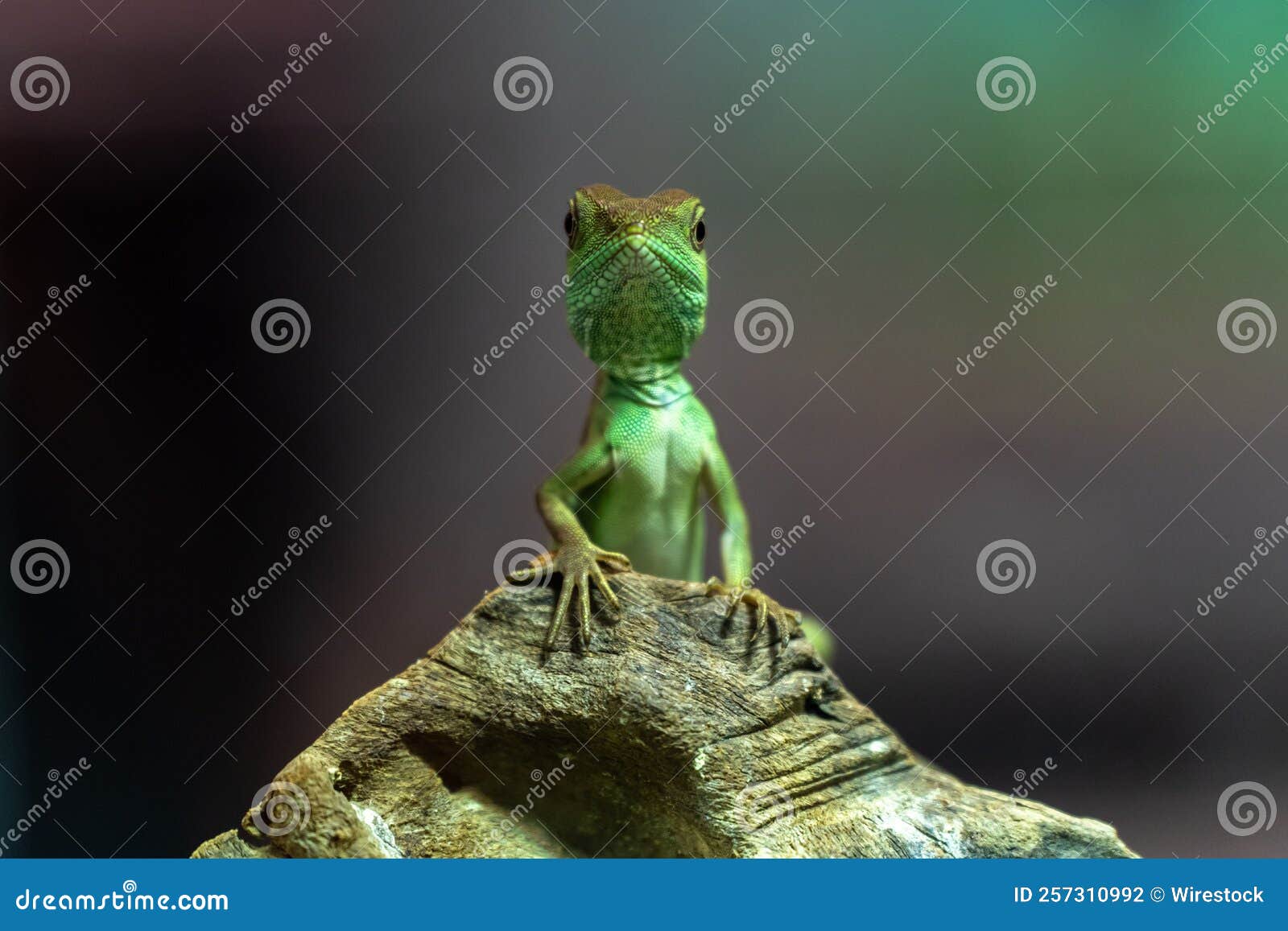 Selective Focus of the Chinese Water Dragon on a Rock. Stock Photo ...