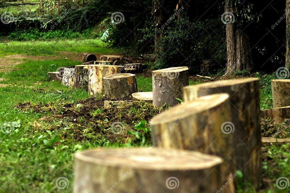 Selective Focus of Chopped Tree Stumps in a Green Forest Stock Image ...