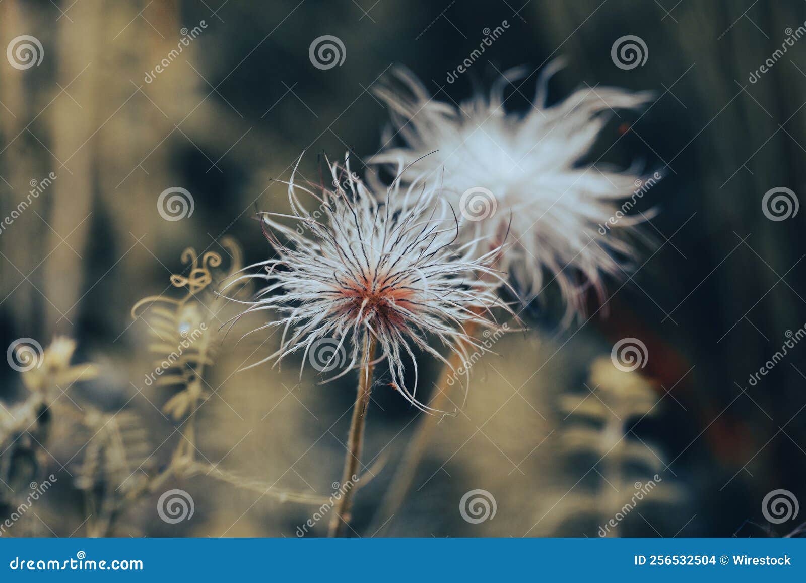 Selective Focus of Clematis Tangut Aureolin Blooming in the Garden ...