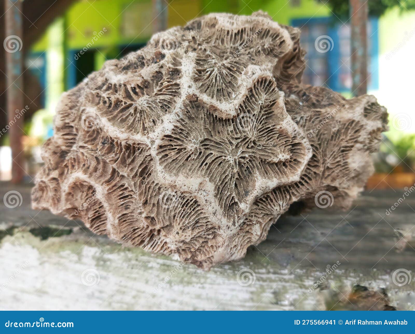 Selective Focus and Close Up of Brain Coral Reef Fossil Stock Image ...