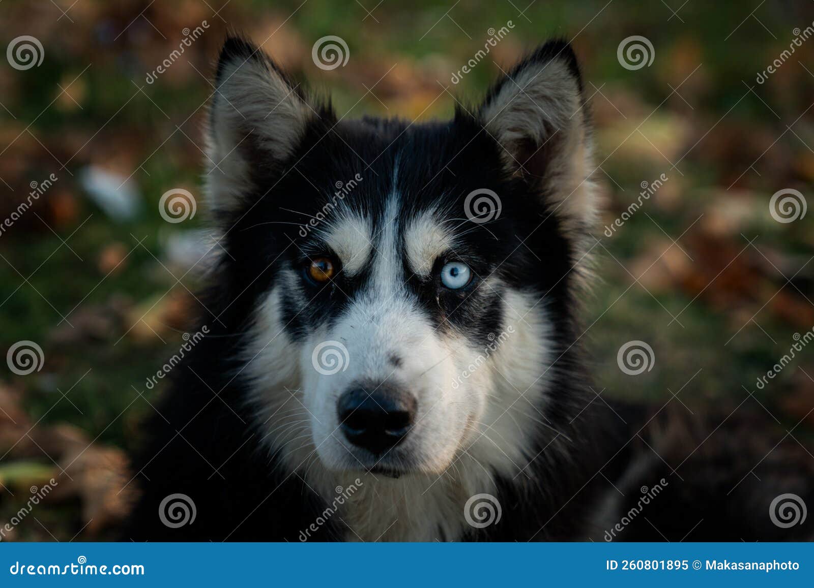 Selective Focus Close-up of a Husky with Different Color Eyes and Fall ...