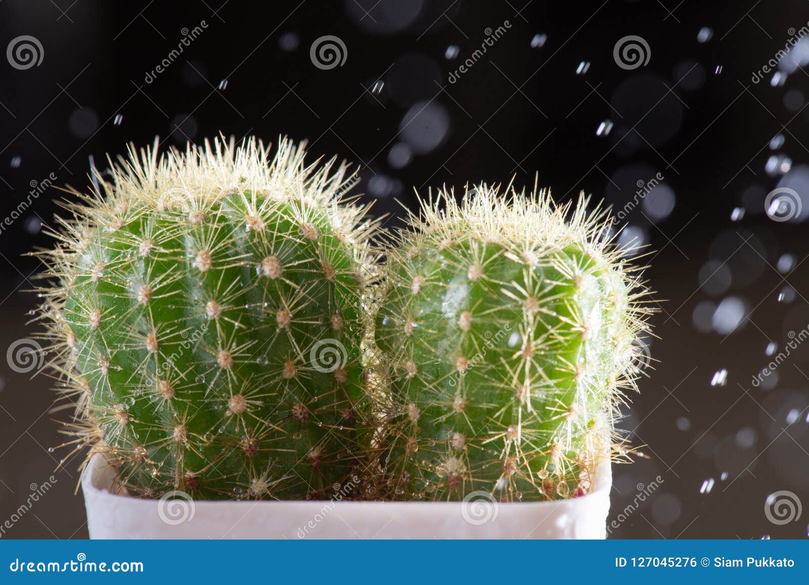 Selective Focus Close-up Shot on Cactus with Drops Stock Photo - Image ...