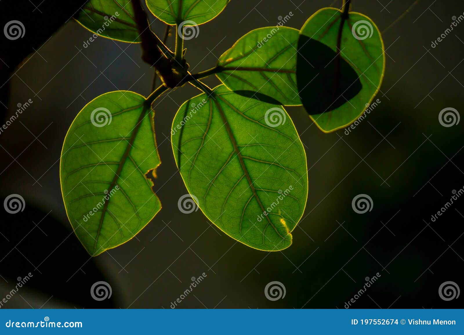 Overlapping Leaves Texture Stock Image | CartoonDealer.com #49581523
