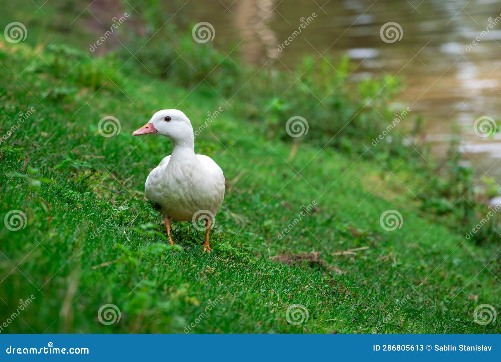 Selective Focus. Close Up White Duck on a Green Lawn Stock Image ...