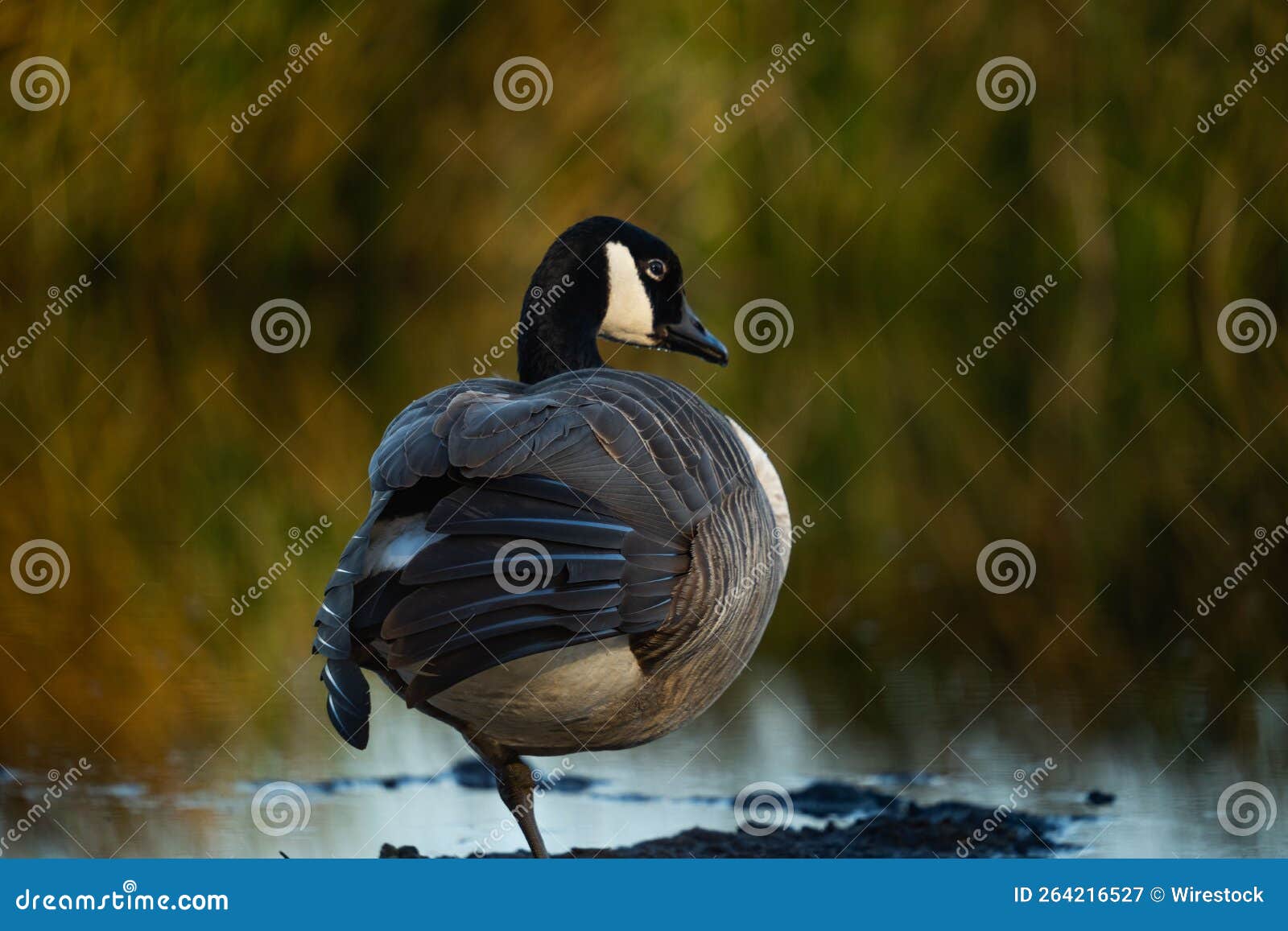 Selective Focus Closeup of a Goose Standing on One Leg To ...