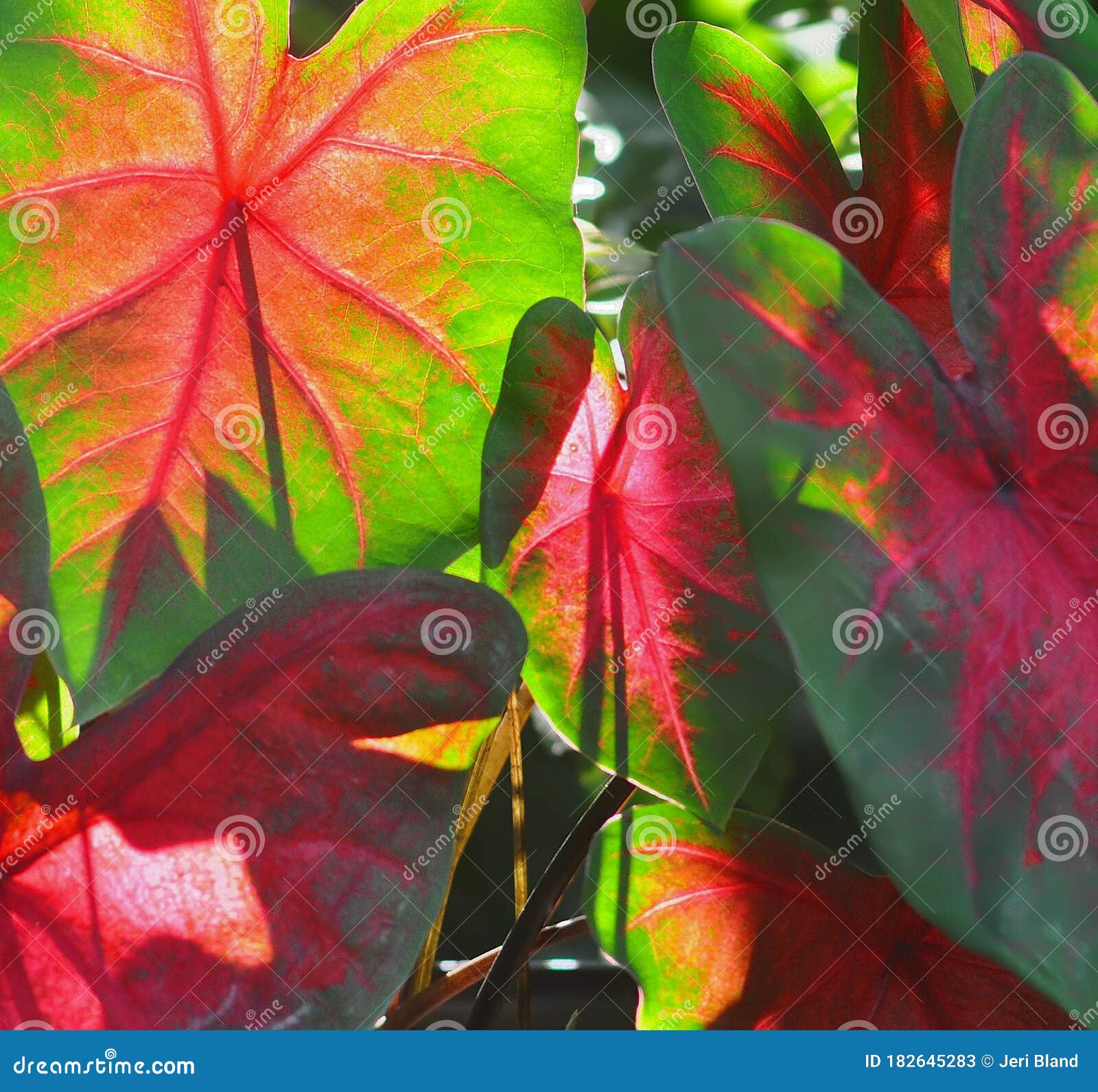 Selective Focus Closeup Red Flash Caladiums Backlit Sunlight Stock ...