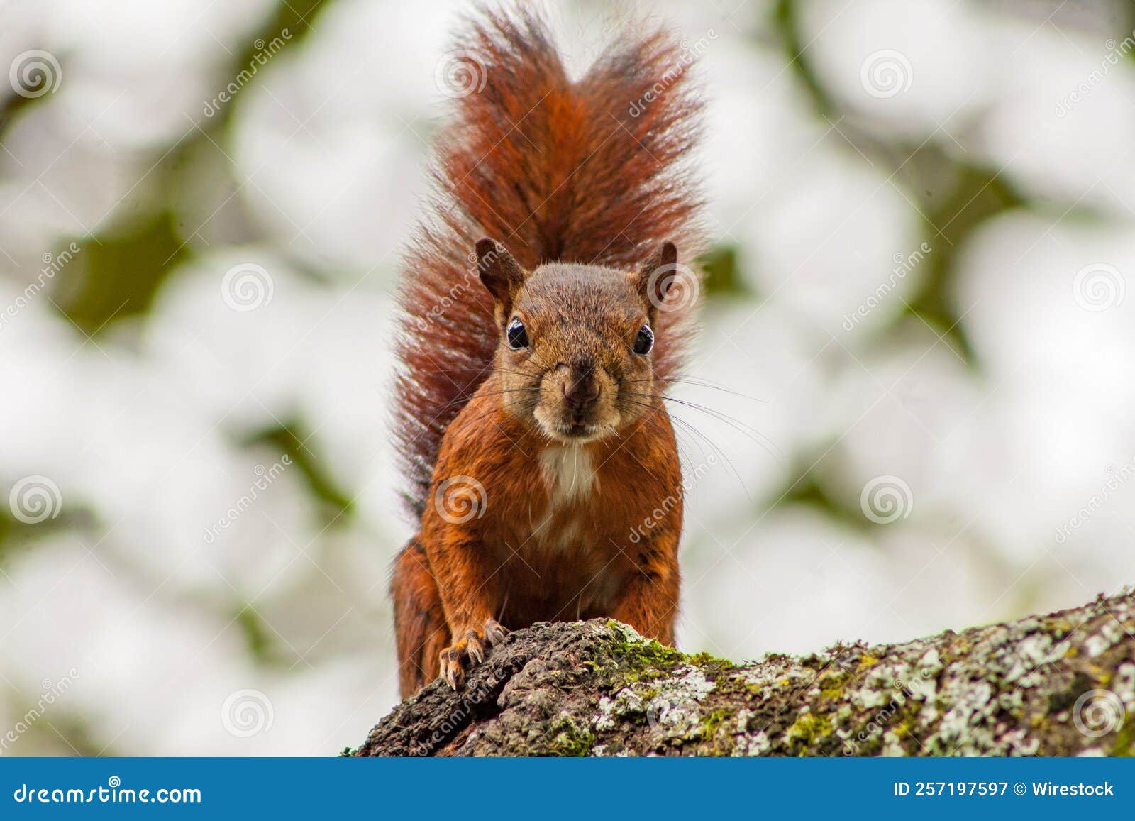 Selective Focus Closeup of a Red Tailed Squirrel Behind a Tree Stock ...