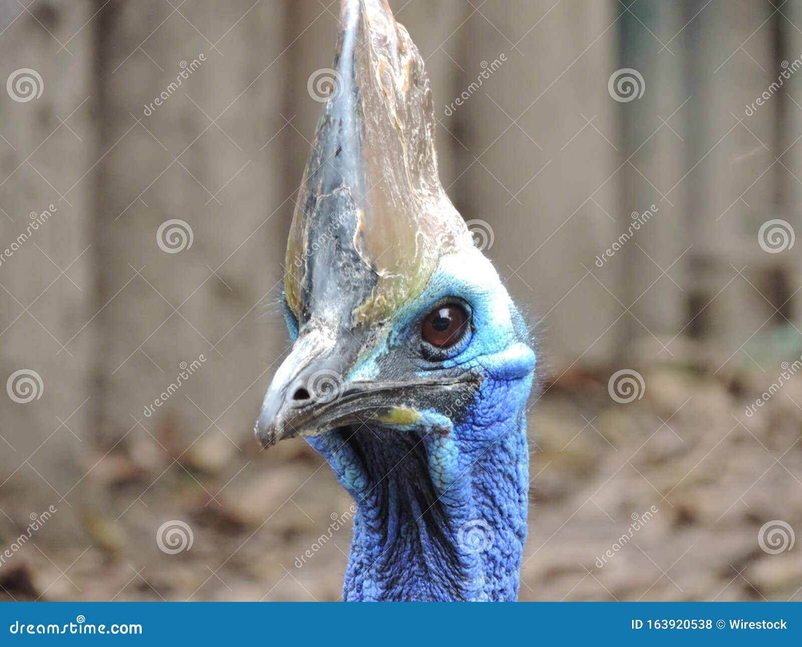 Selective Focus Closeup Shot of a Blue Cassowary with a Sneaky Facial ...