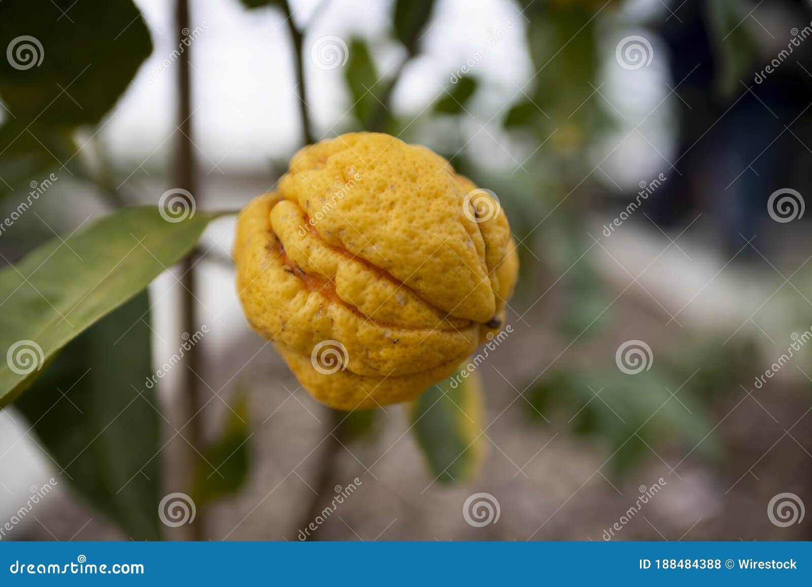 Selective Focus Closeup Shot of a Deformed Lemon on a Tree Stock Photo ...