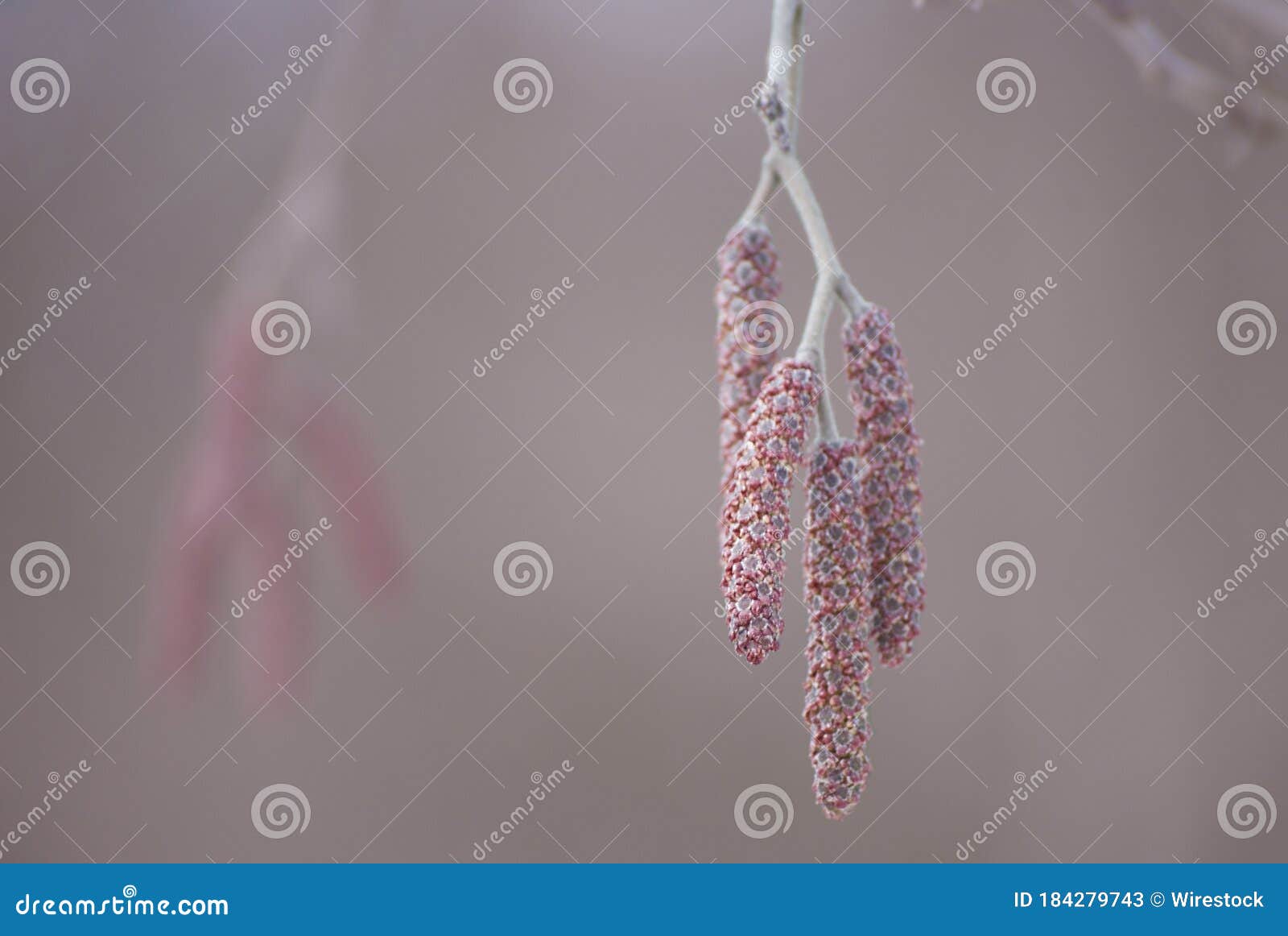 Selective Focus Closeup Shot of Growing Pink Catkins - Perfect for ...