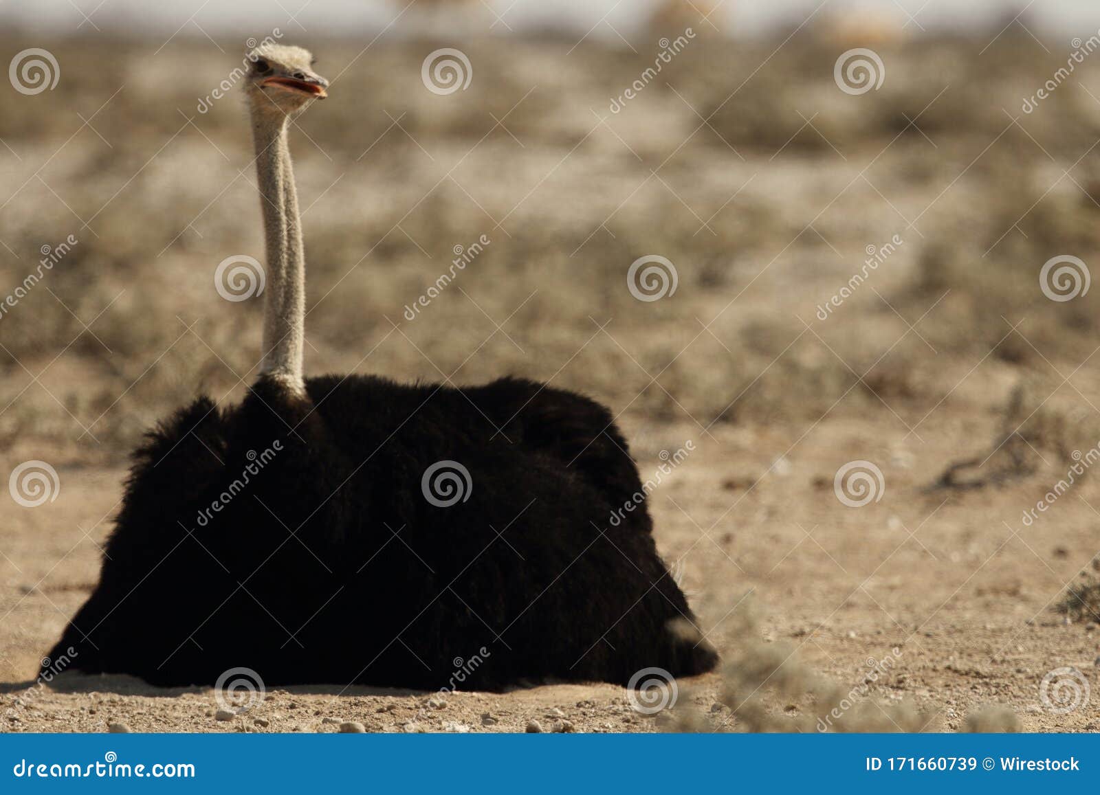 Selective Focus Closeup Shot of an Ostrich Resting on the Ground with ...