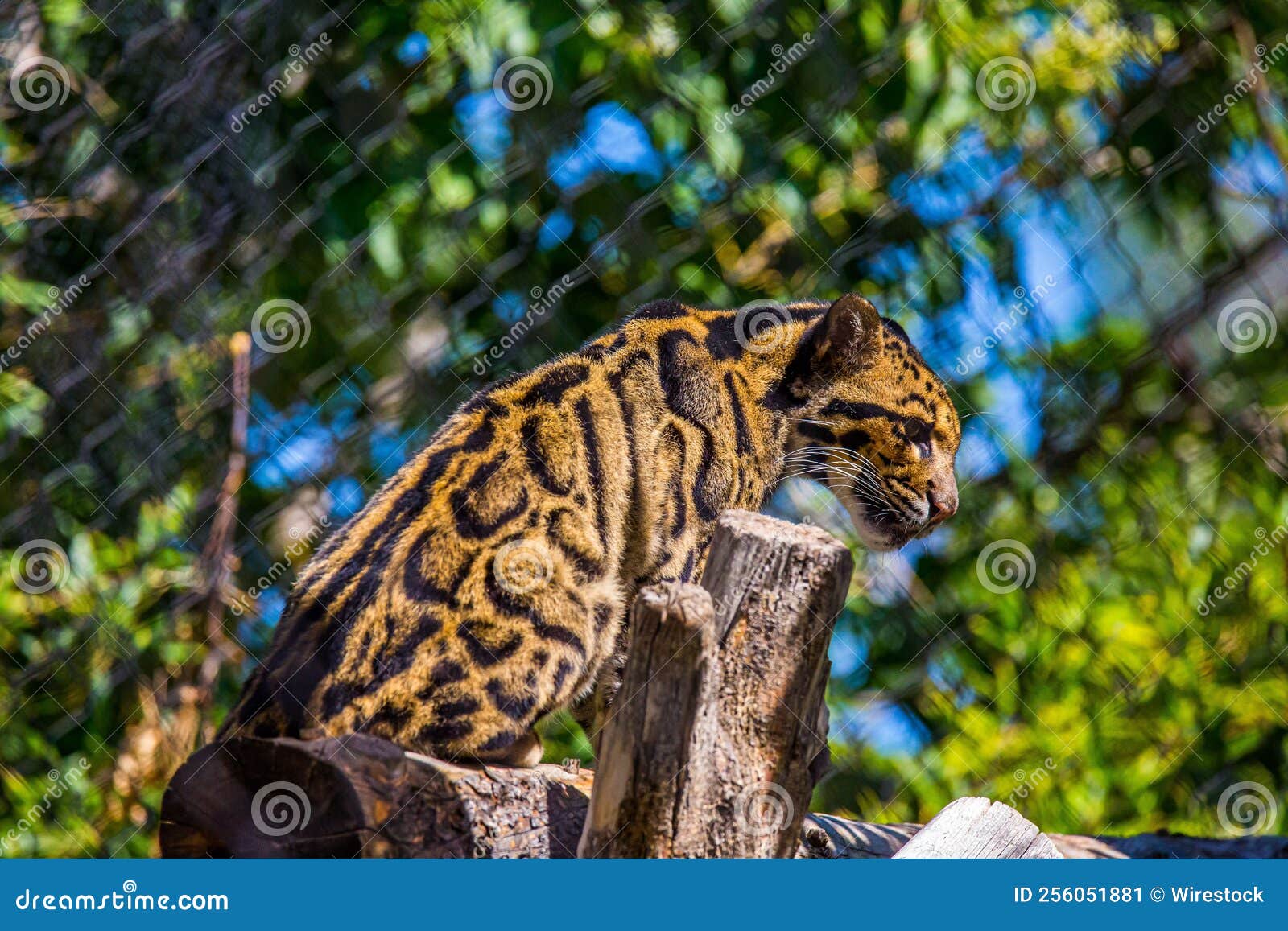 Selective Focus of a Clouded Leopard Standing Near Tree Trunk and ...