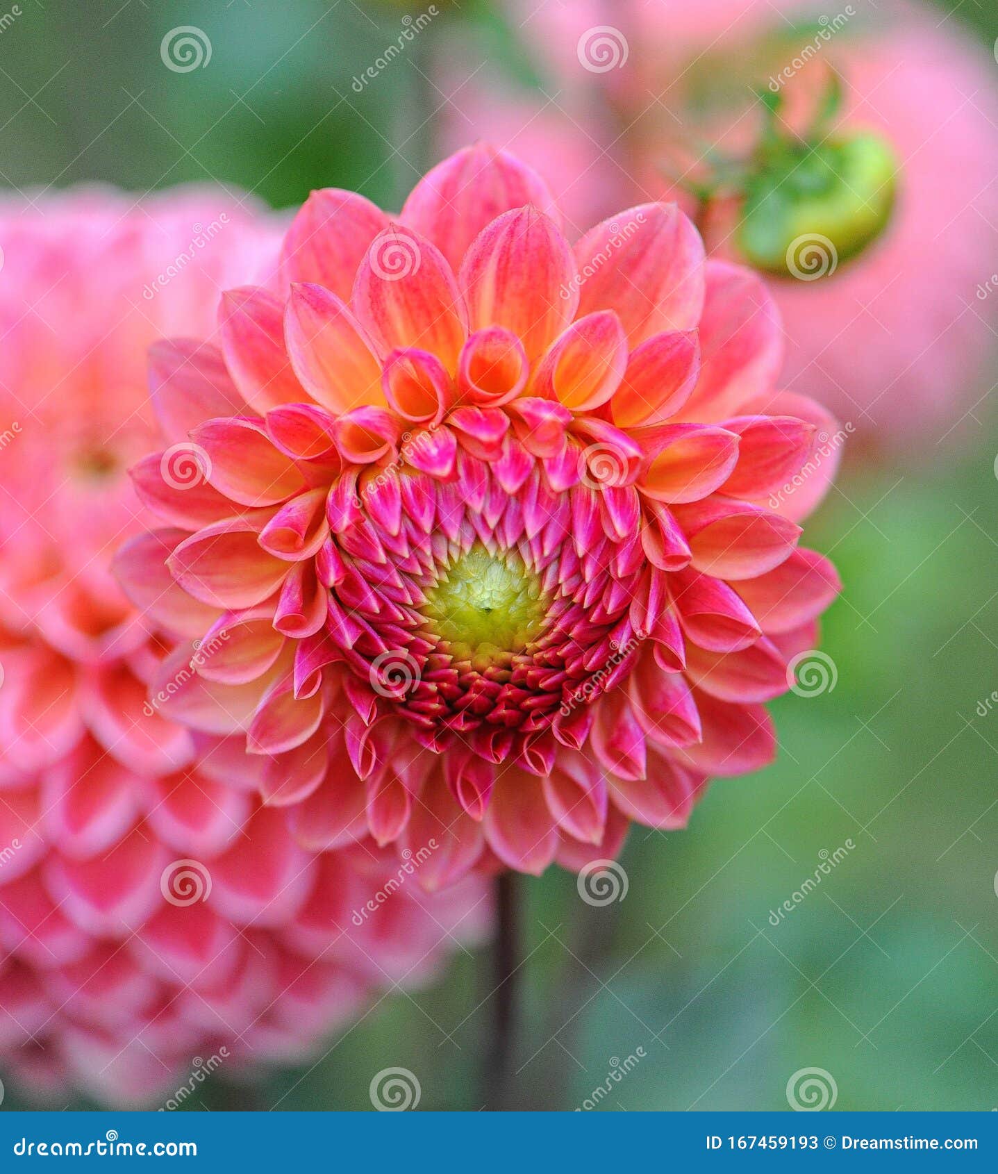 Cluster flower photo stock image. Image of scupe, glass - 167459193