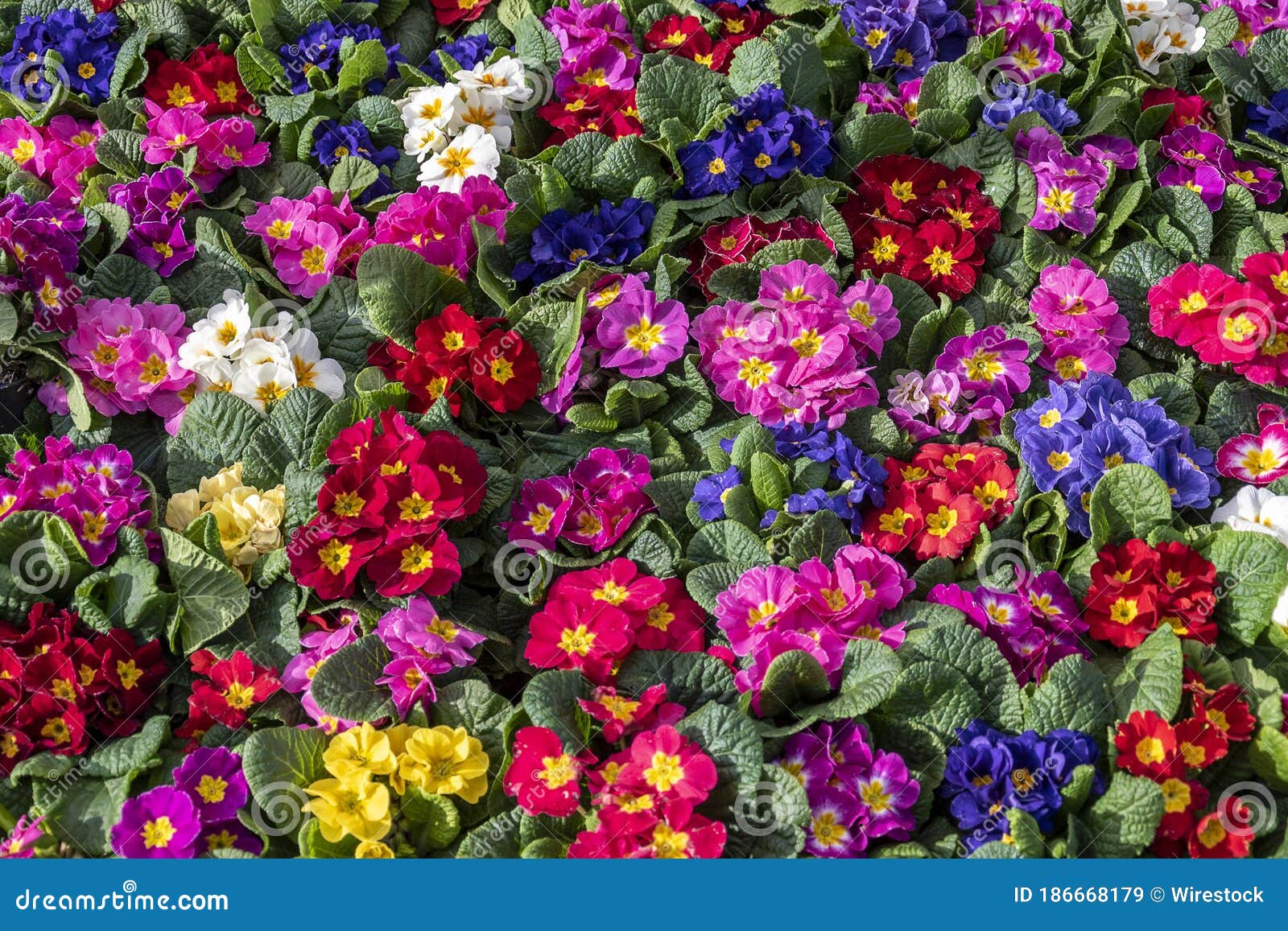 Selective Focus of Colourful Primula Vulgaris, Common Name Primrose ...