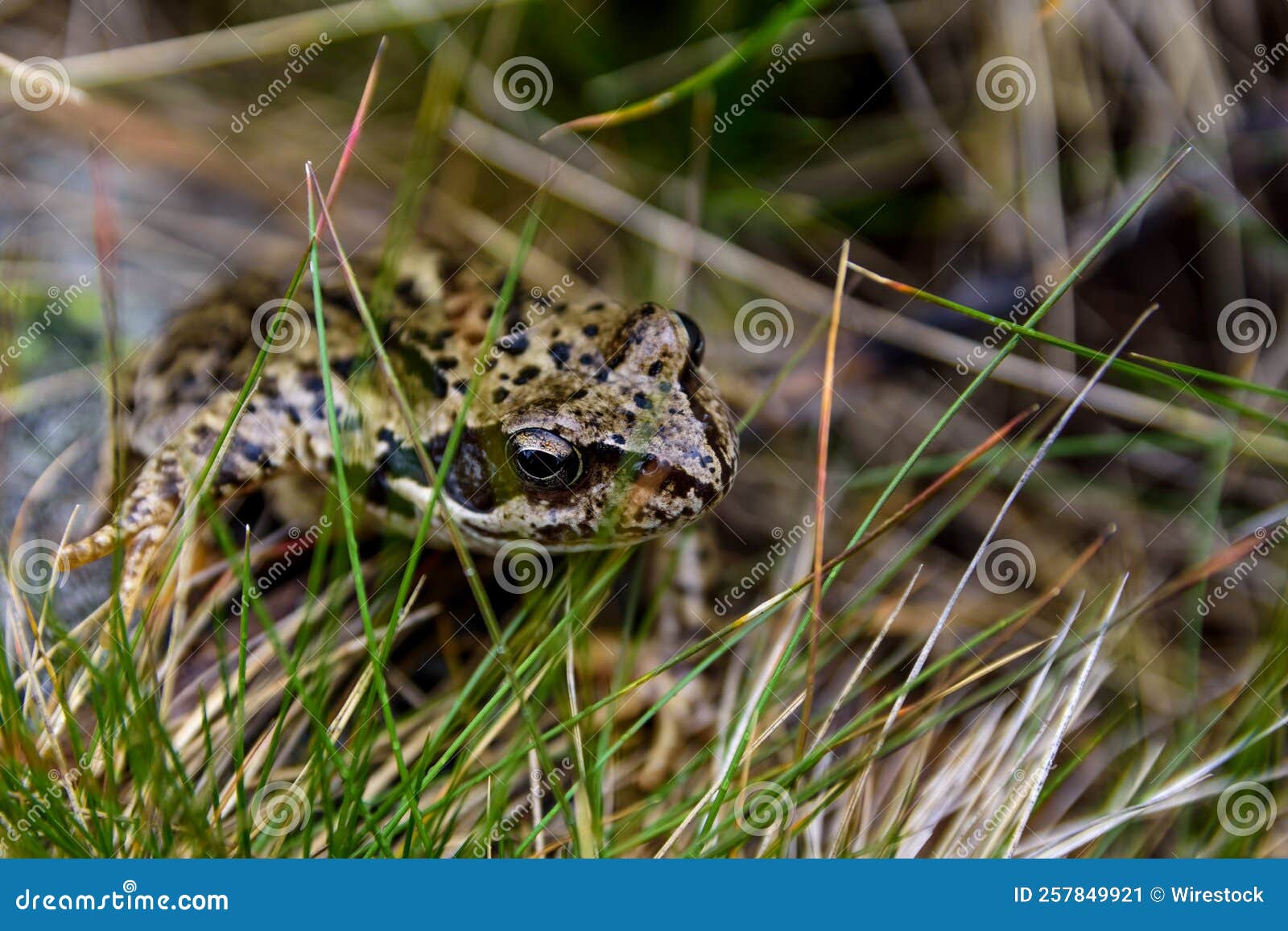 Selective Focus of a Common Frog on a Grass Ground Stock Image - Image ...